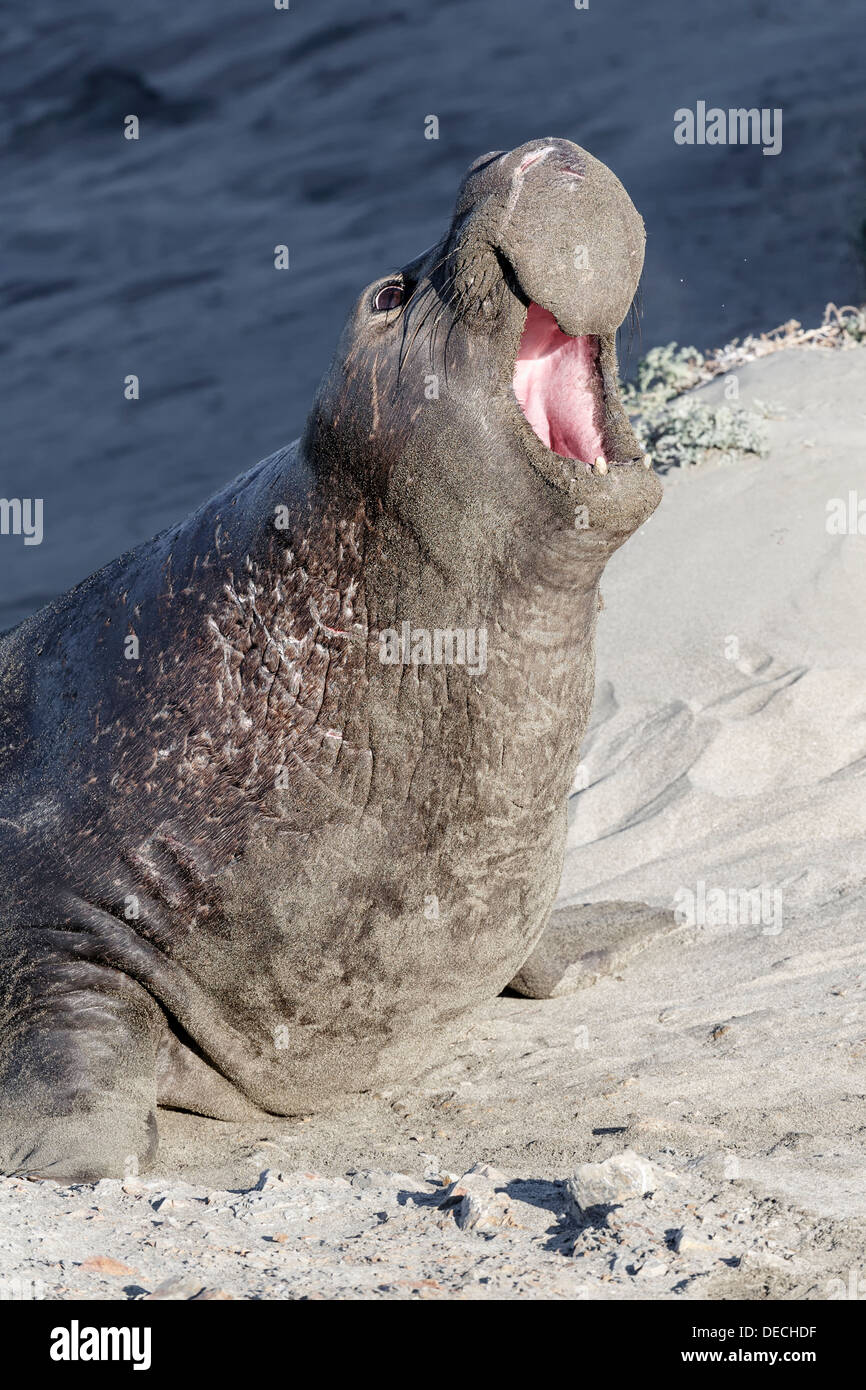Northern Elephant Seal male bellowing and roaring Stock Photo - Alamy