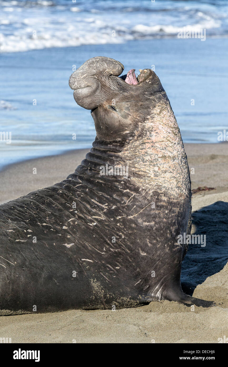 Bellowing bull hi-res stock photography and images - Alamy