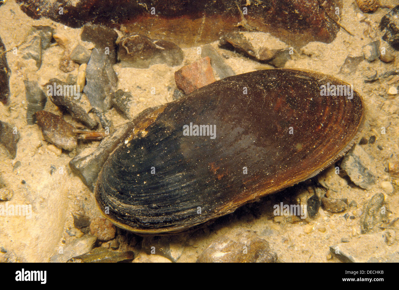 Anodonta Cygnea High Resolution Stock Photography and Images - Alamy