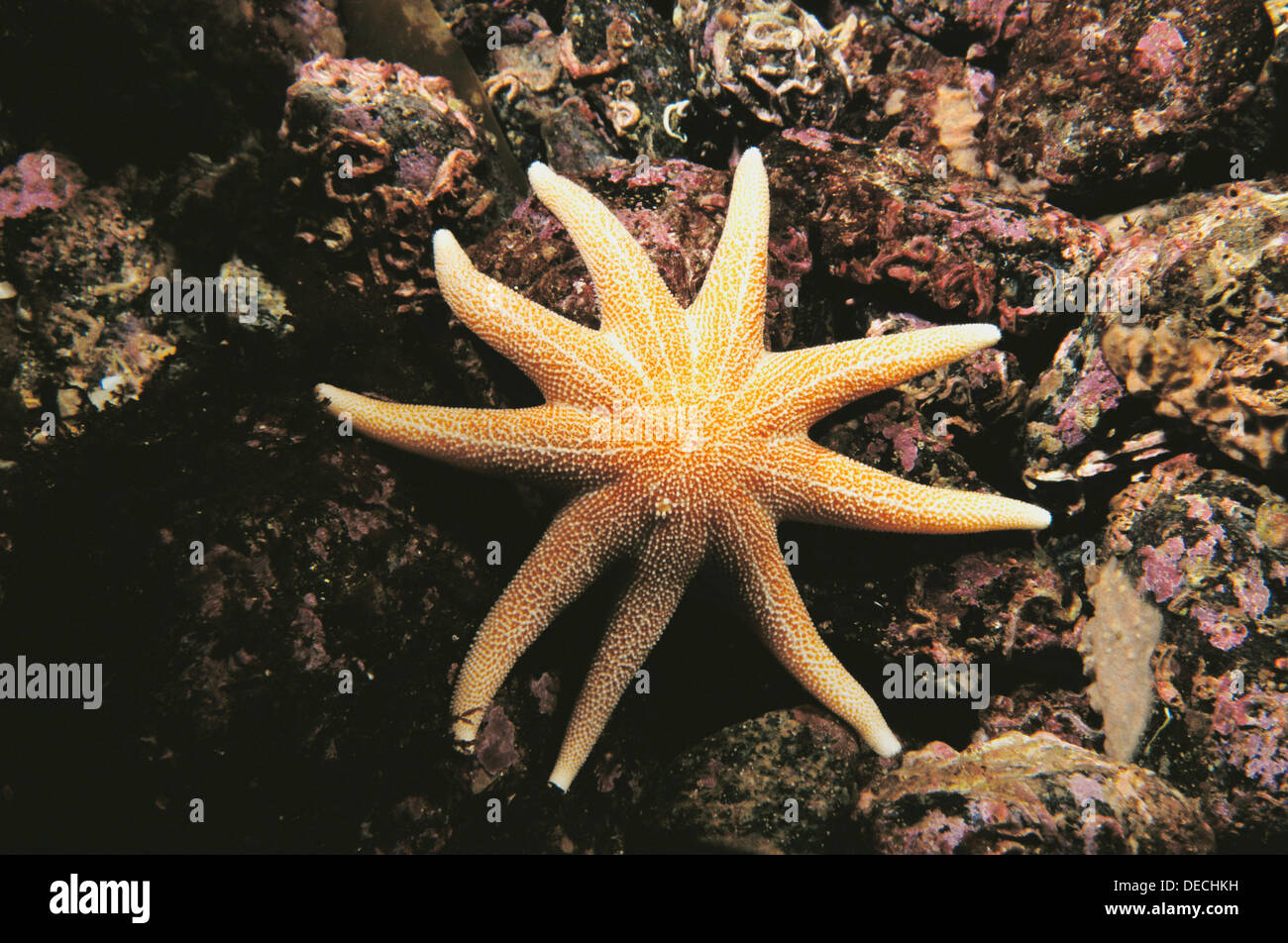 Solaster endeca hi-res stock photography and images - Alamy