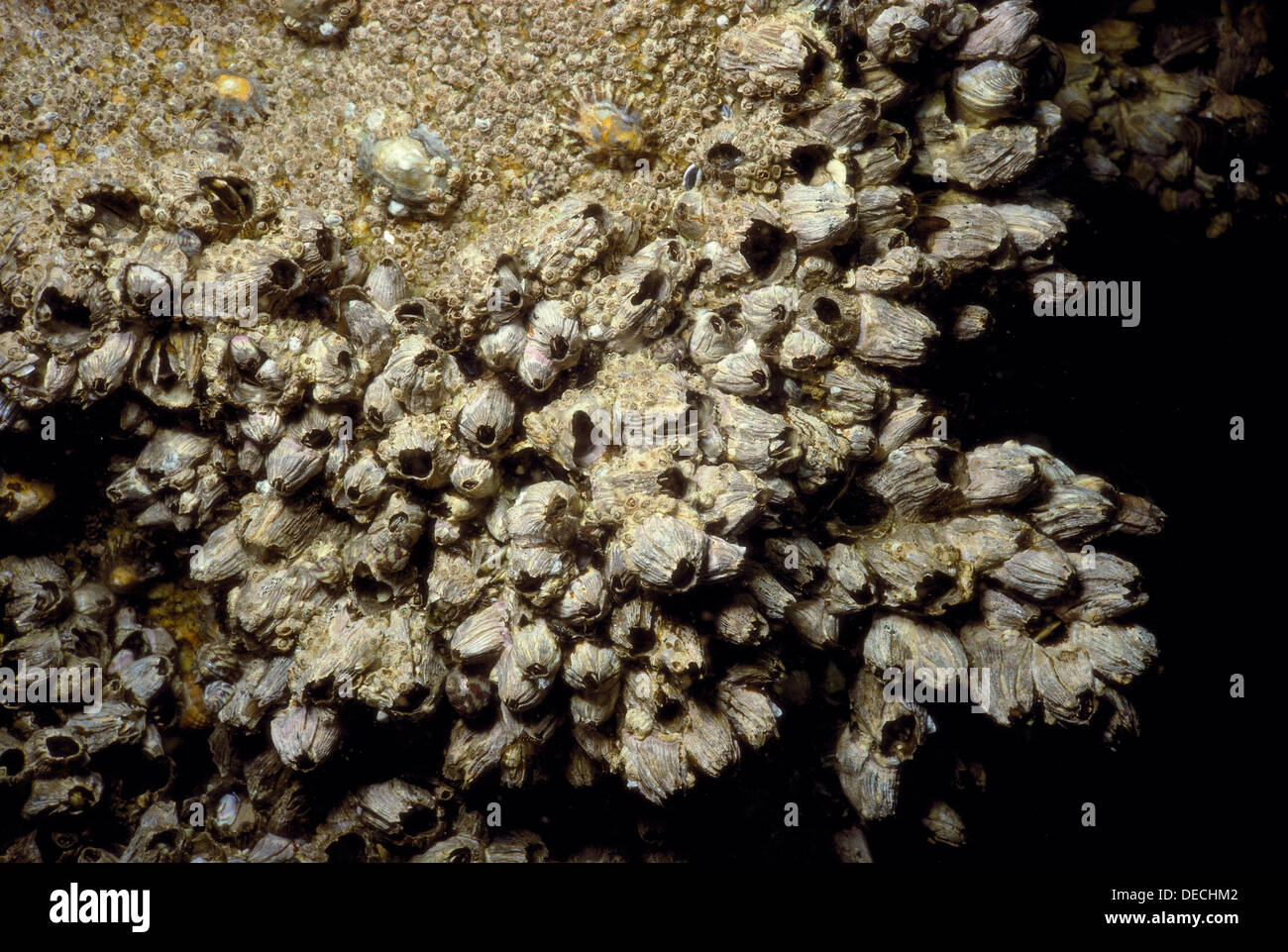 Barnacle balanus balanoides hi-res stock photography and images - Alamy