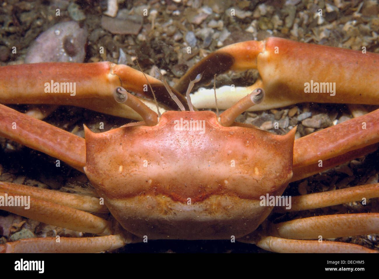 Rhomboides High Resolution Stock Photography and Images - Alamy
