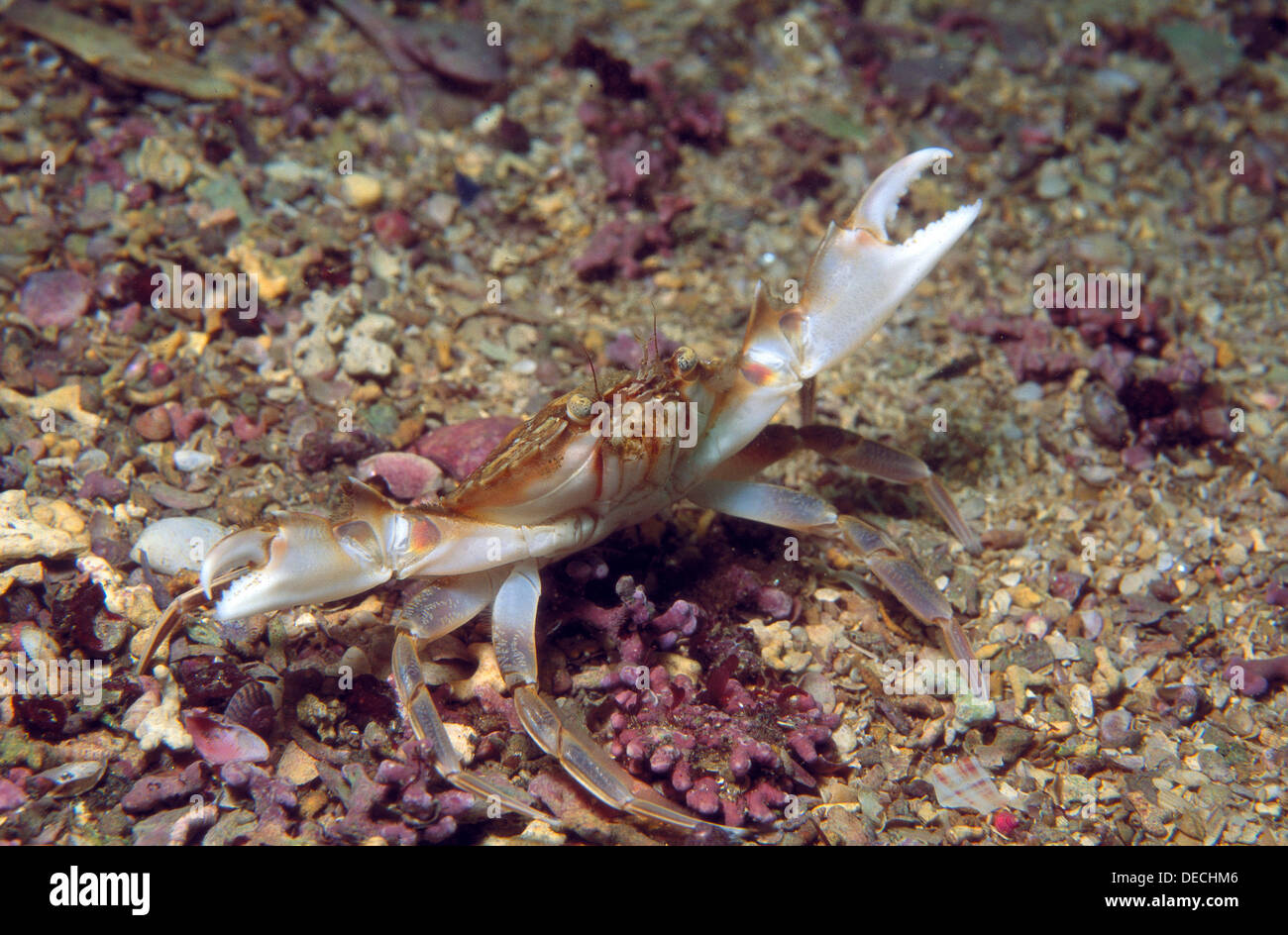 Marbled swimming crab hi-res stock photography and images - Alamy