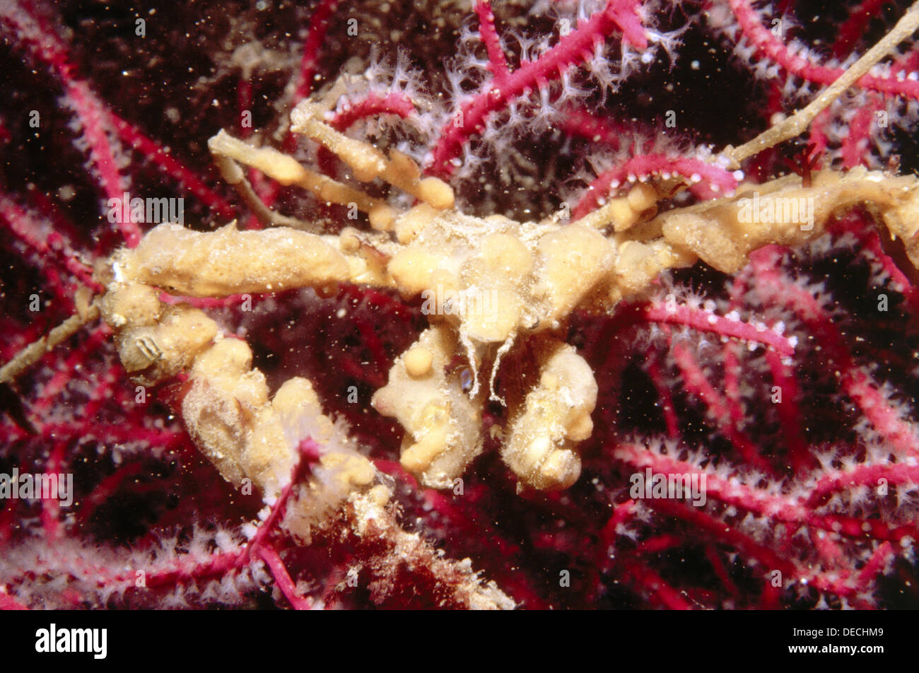 Spider crab inachus phalangium hi-res stock photography and images - Alamy