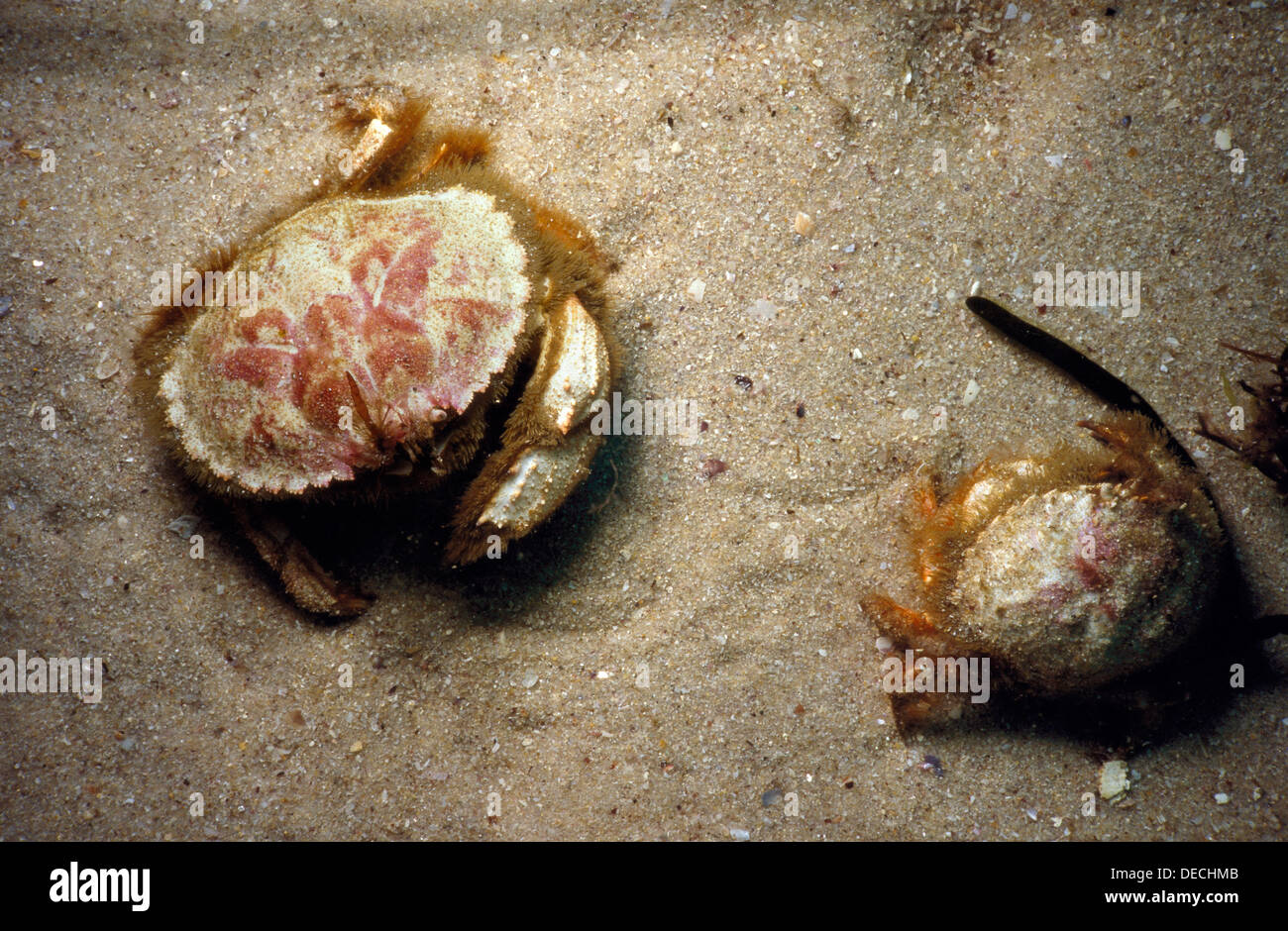 Atelecyclus hi-res stock photography and images - Alamy