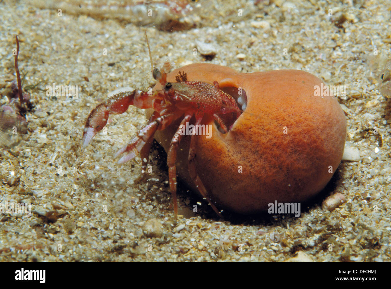 Pagurus Sp High Resolution Stock Photography and Images - Alamy