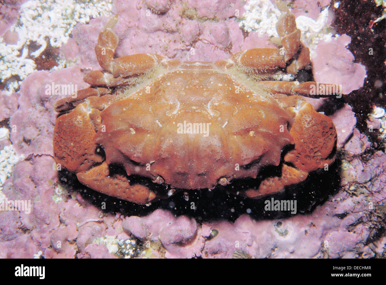 Xantho hi-res stock photography and images - Alamy