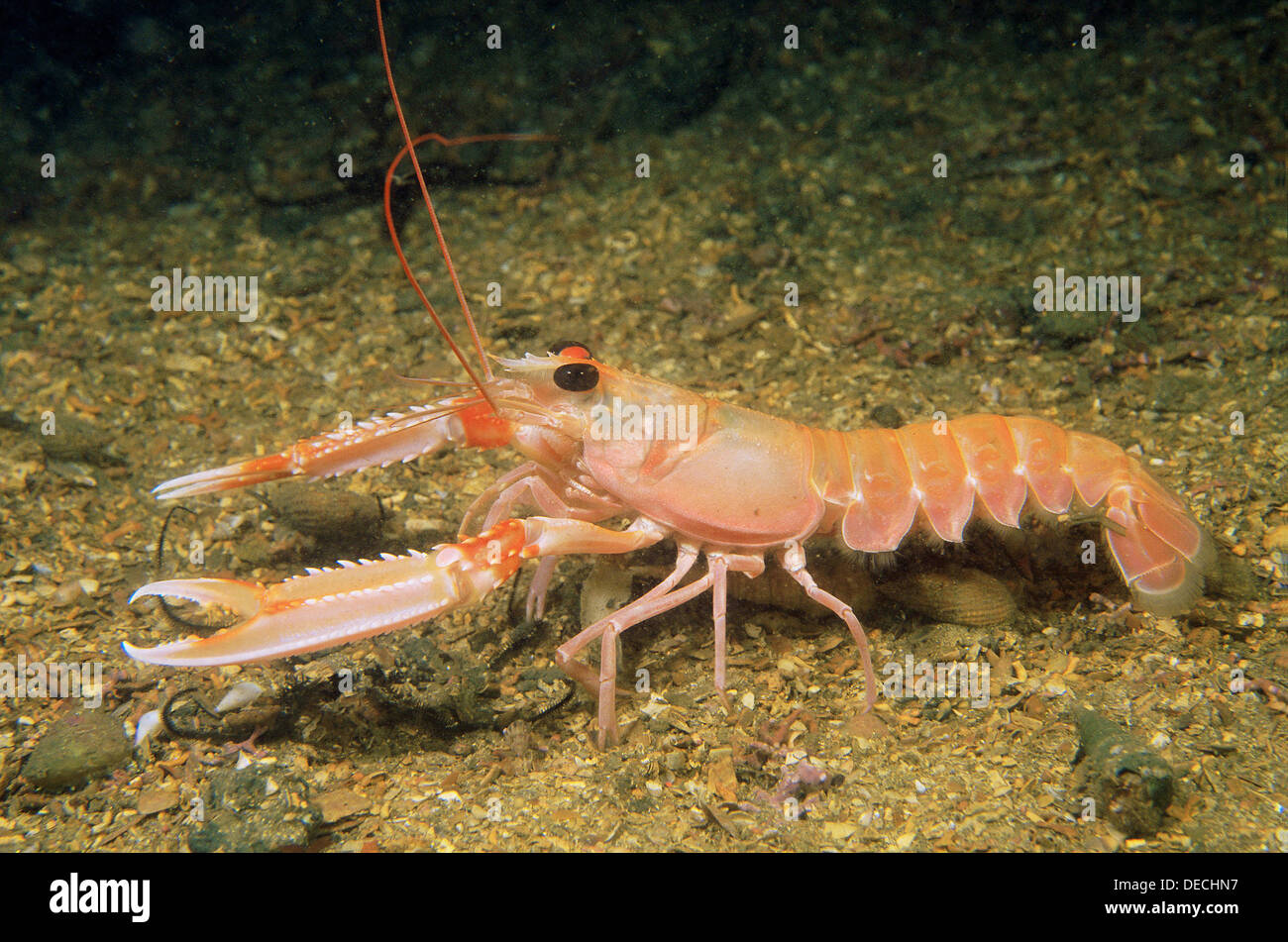 Norway lobster fauna hi-res stock photography and images - Alamy
