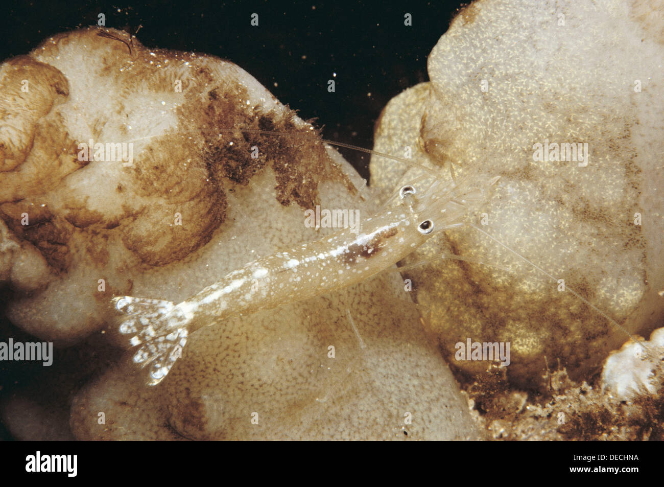 Processa hi-res stock photography and images - Alamy