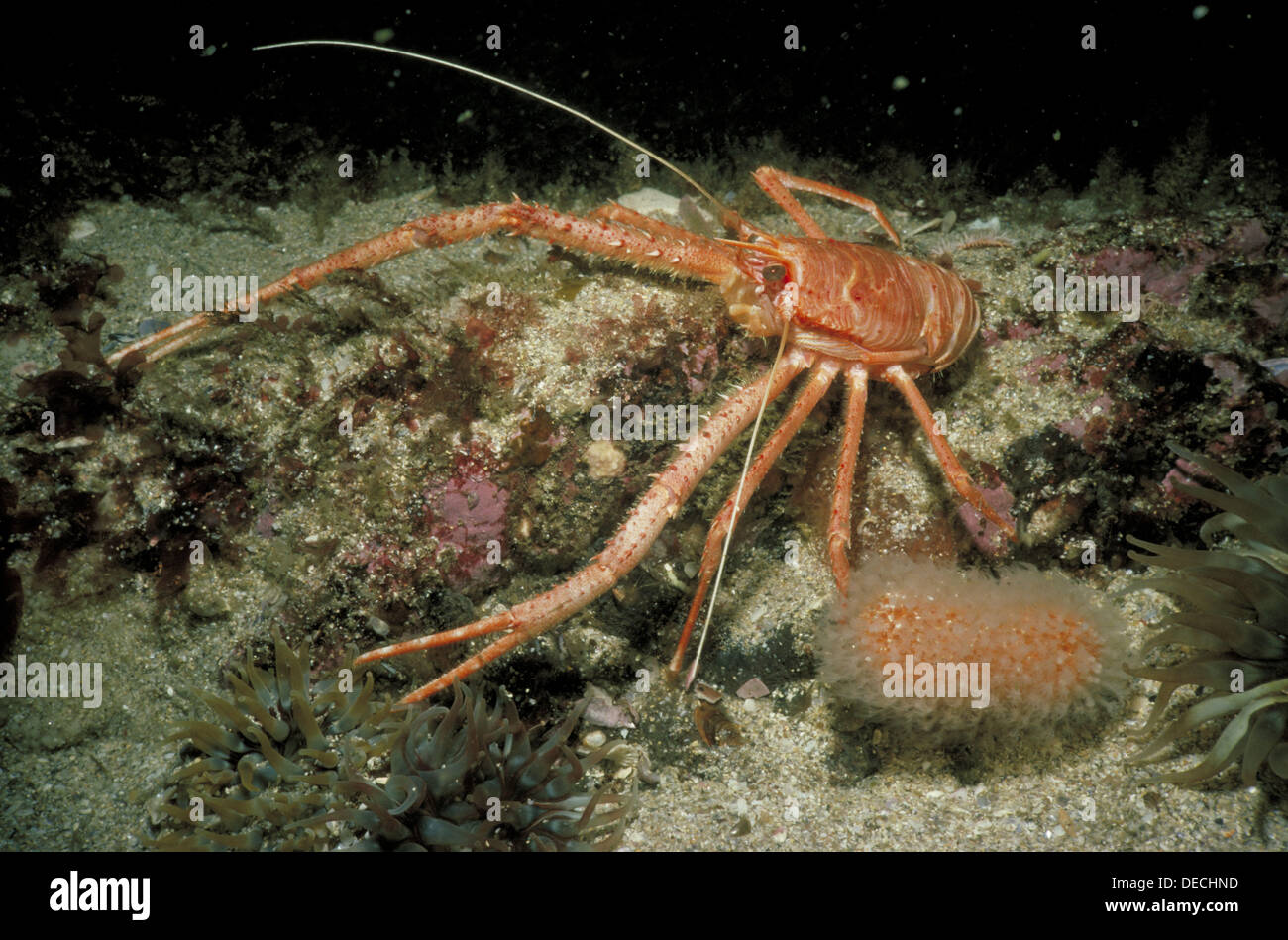 Munida rugosa hi-res stock photography and images - Alamy