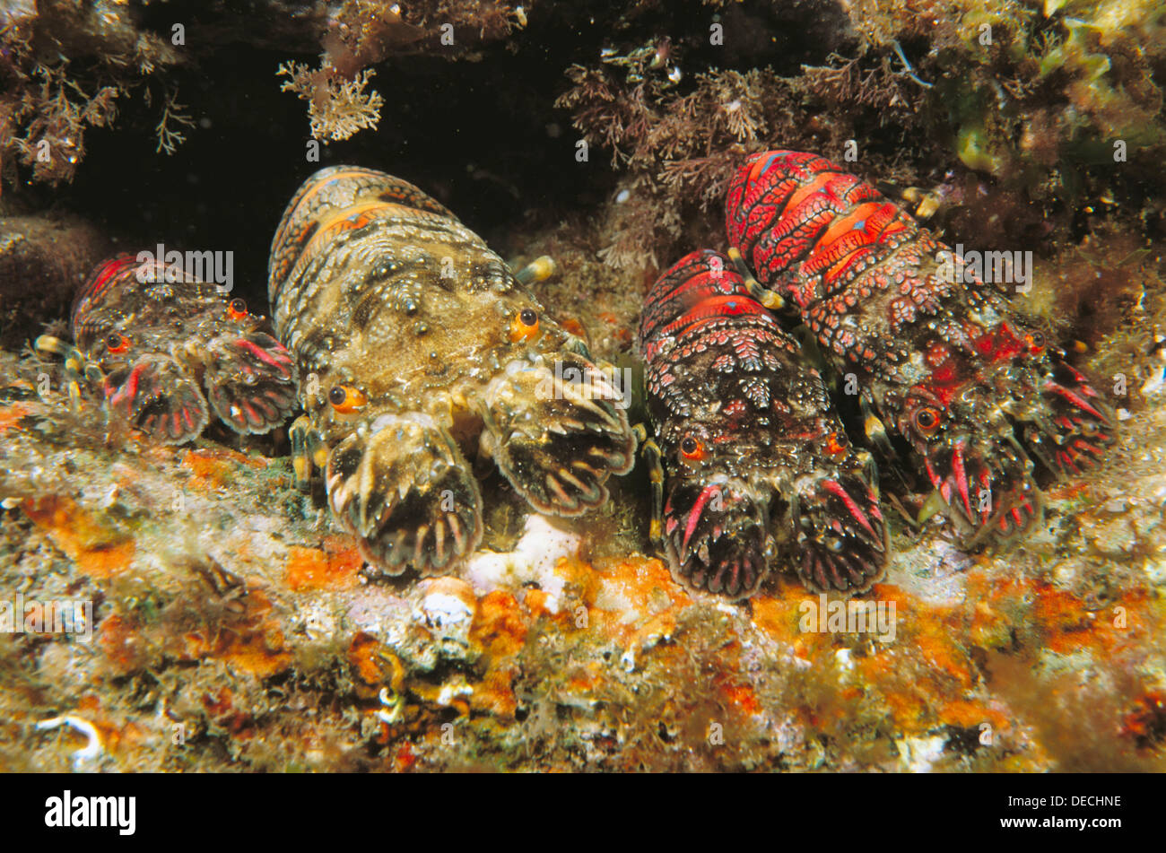 Scyllarus Arctus High Resolution Stock Photography and Images - Alamy