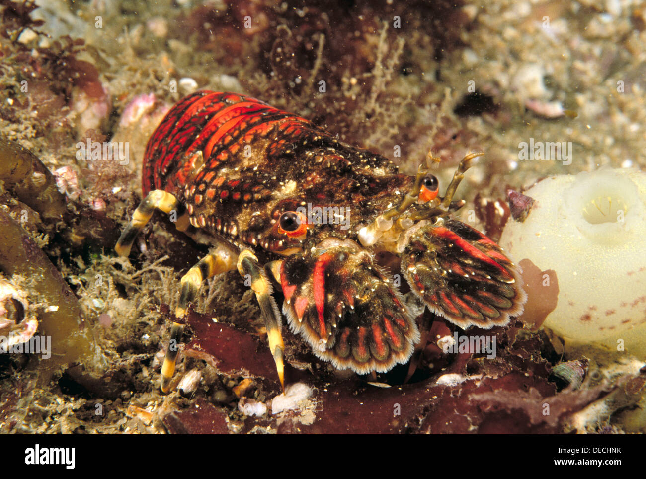 Scyllarus Arctus High Resolution Stock Photography and Images - Alamy