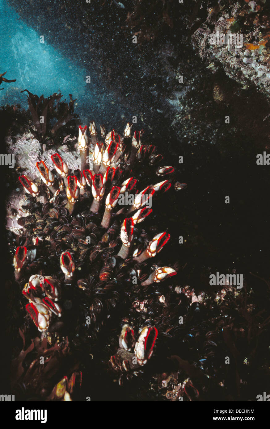 Barnacle (Pollicipes cornucopia). Galicia, Spain Stock Photo - Alamy