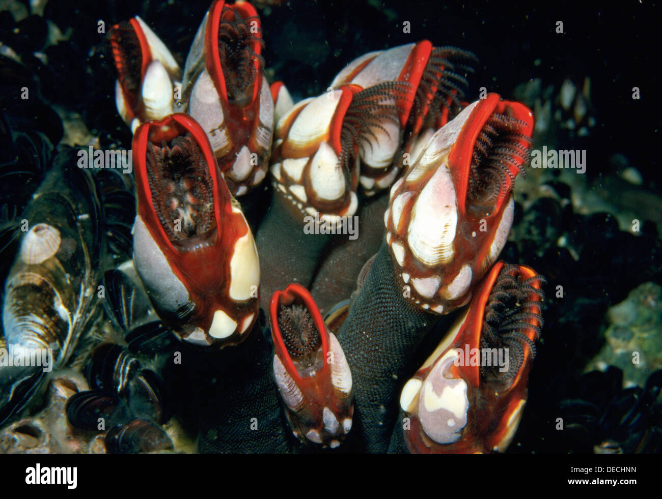 Barnacle pollicipes cornucopia hi-res stock photography and images - Alamy