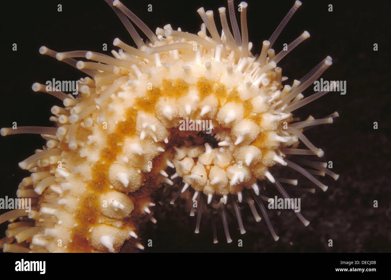 Tube Feet Starfish Stock Photos & Tube Feet Starfish Stock Images - Alamy
