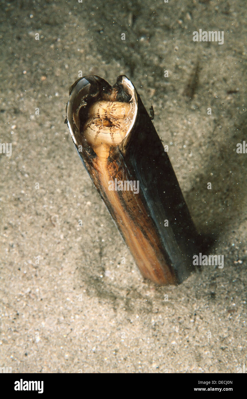 Razor shell ensis underwater hi-res stock photography and images - Alamy