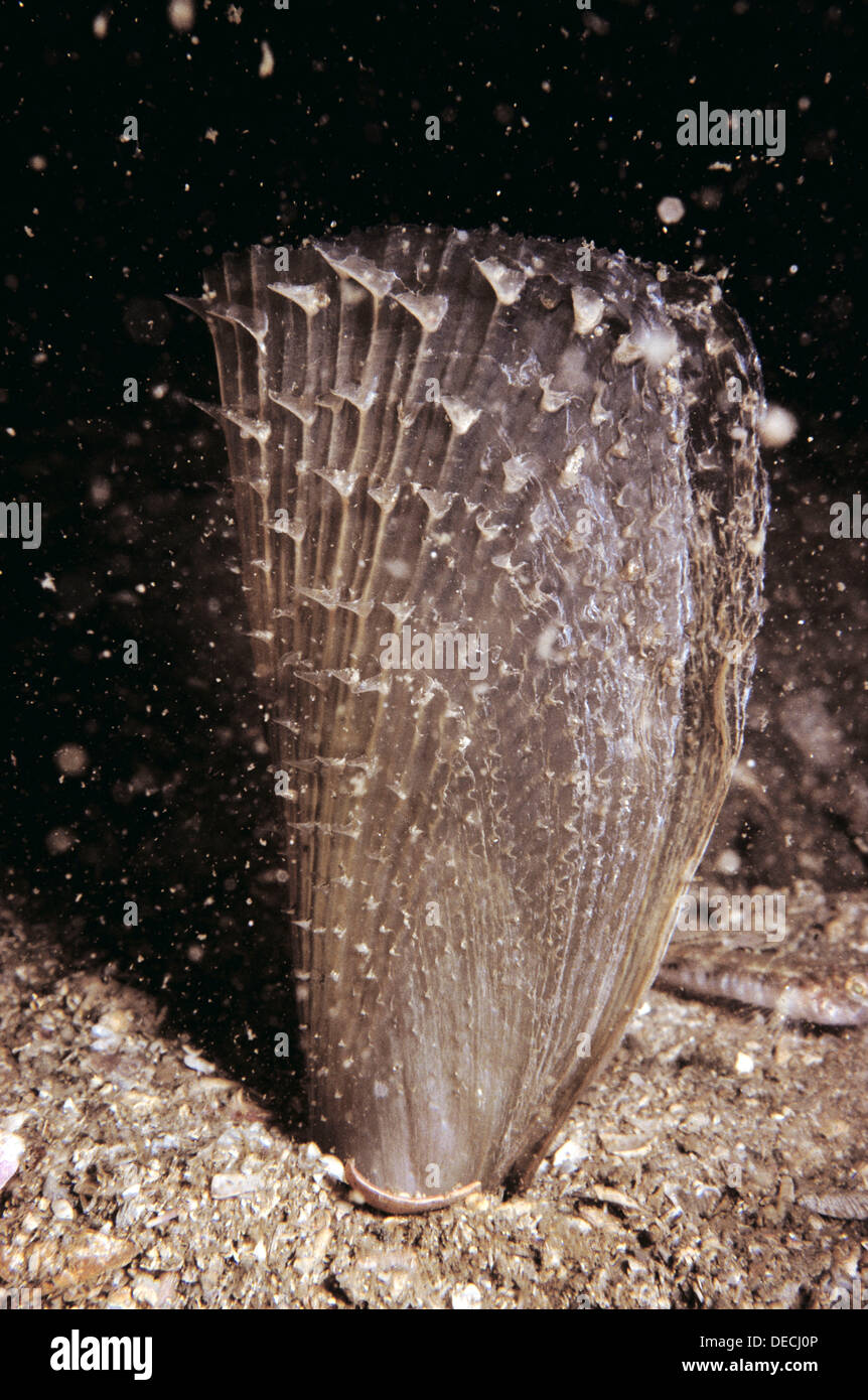 Pinna rudis hi-res stock photography and images - Alamy