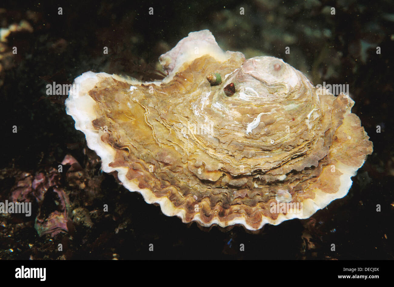Edible oyster ostrea edulis galicia hi-res stock photography and images ...