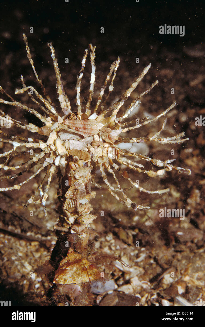 Sand mason worms lanice conchilega hi-res stock photography and images ...