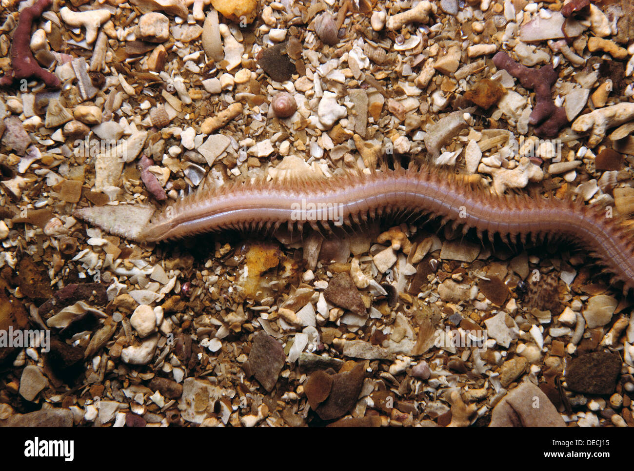 Nephtys caeca hi-res stock photography and images - Alamy