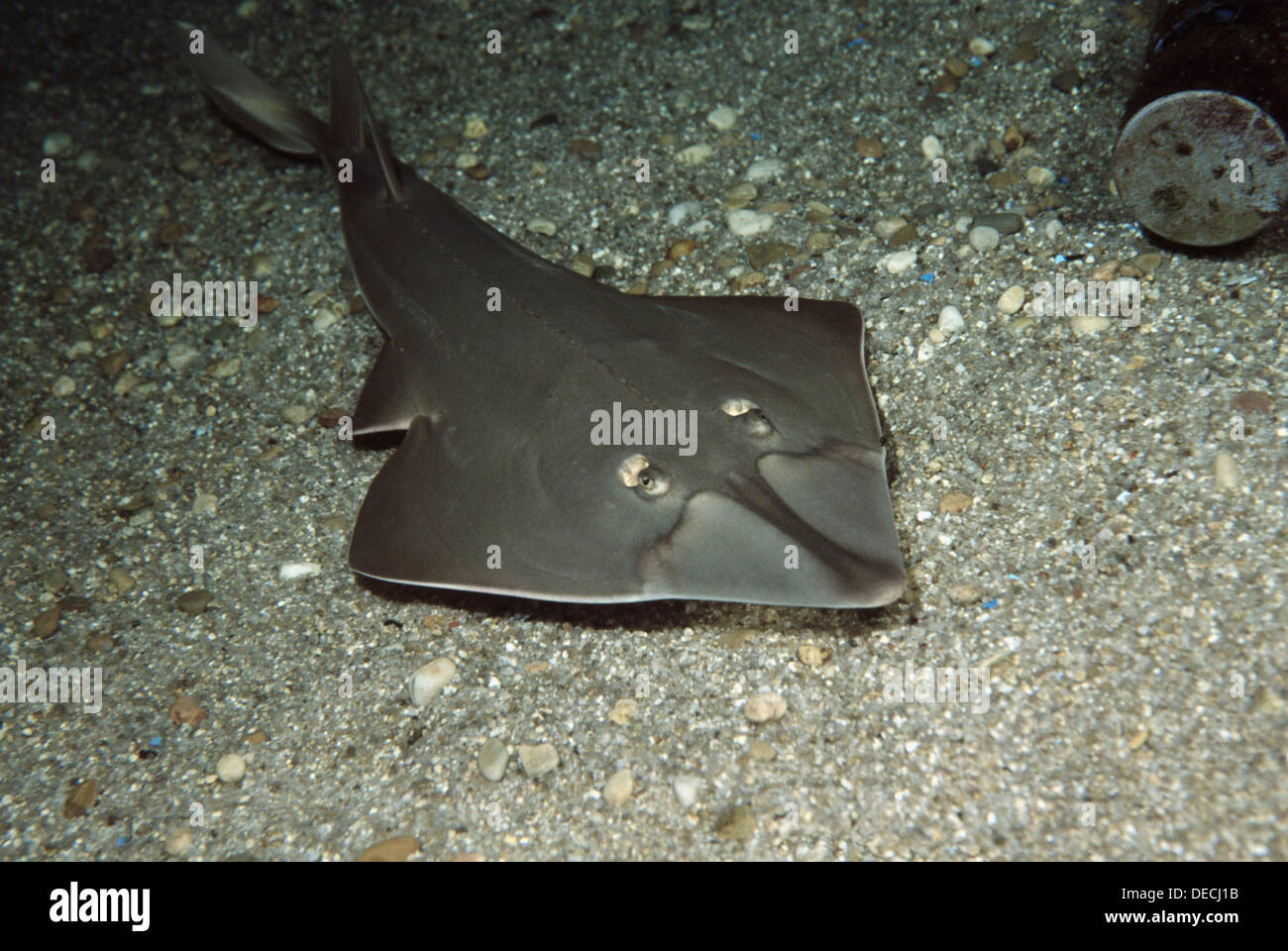 Atlantic guitarfish hi-res stock photography and images - Alamy