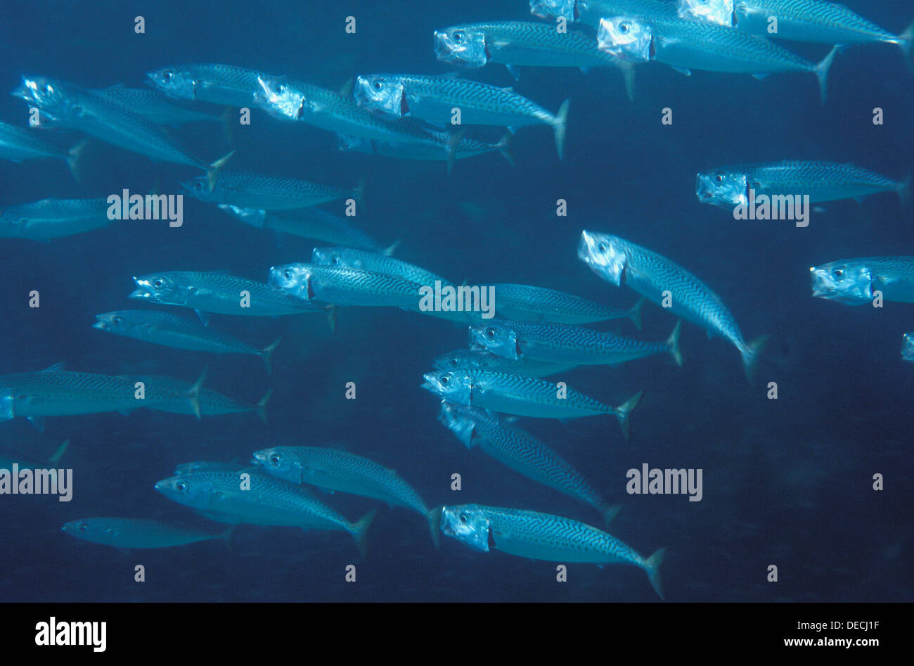 Scomber scombrus underwater hi-res stock photography and images - Alamy