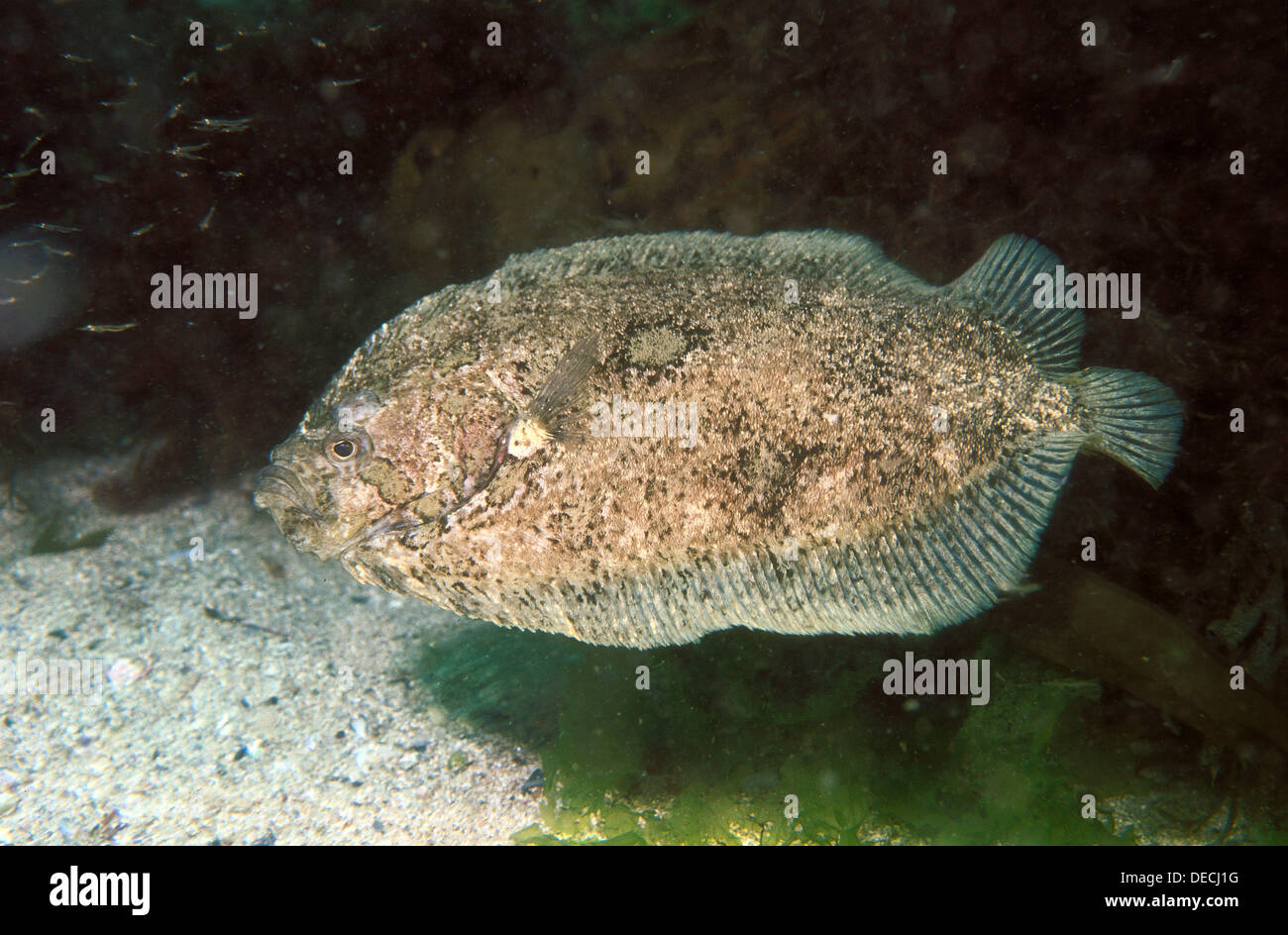 Zeugopterus hi-res stock photography and images - Alamy