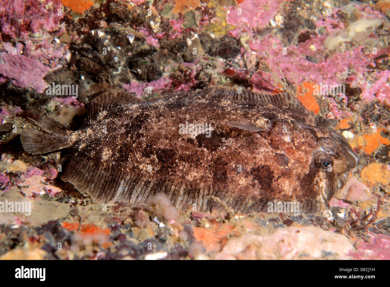 Zeugopterus hi-res stock photography and images - Alamy