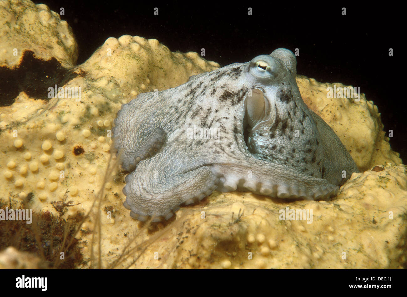 Octopus octopus vulgaris galicia hi-res stock photography and images ...