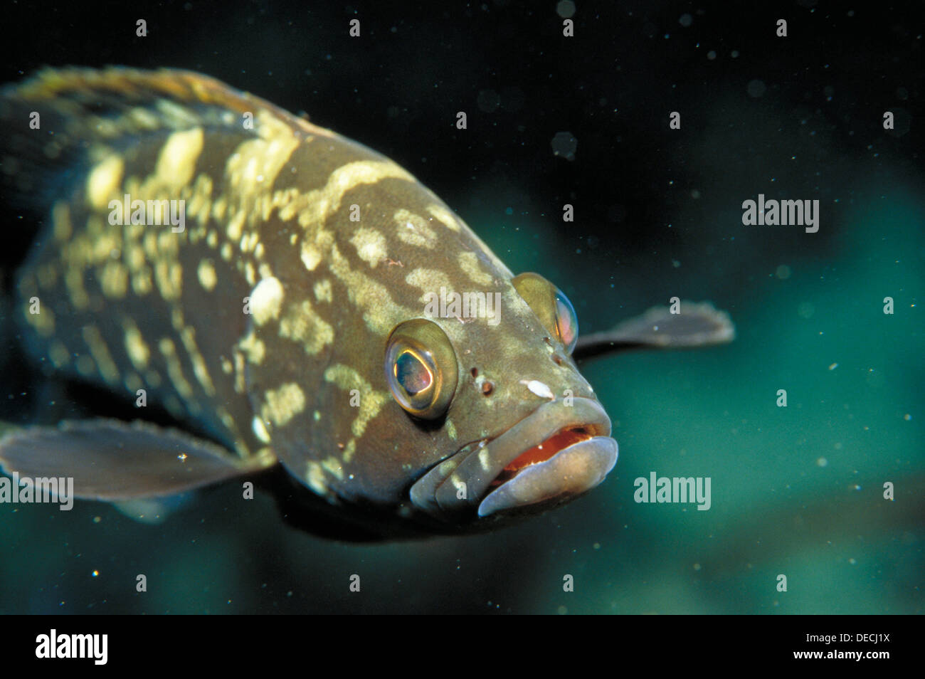 Epinephelus Guaza Stock Photos & Epinephelus Guaza Stock Images - Alamy