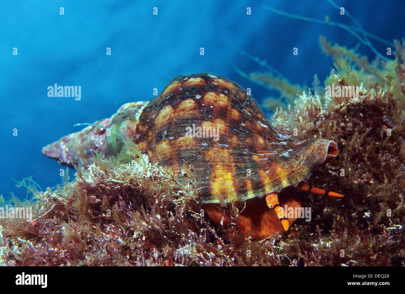 Triton Trumpet Shell High Resolution Stock Photography and Images - Alamy