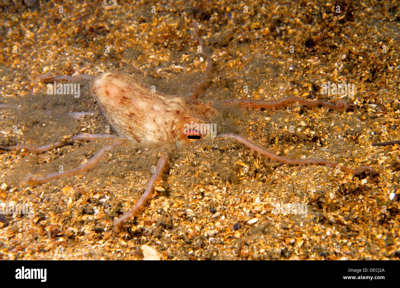 Horned octopus hi-res stock photography and images - Alamy