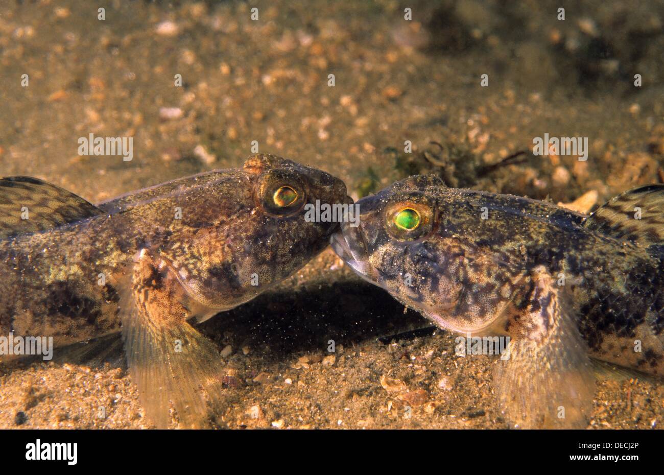 Two Rock goby fighting (Gobius paganellus), Eastern Atlantic, Galicia ...