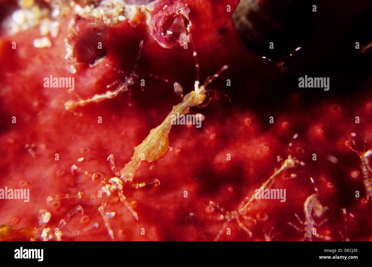 Linear skeleton shrimp (Caprella linearis), Eastern Atlantic, Galicia ...