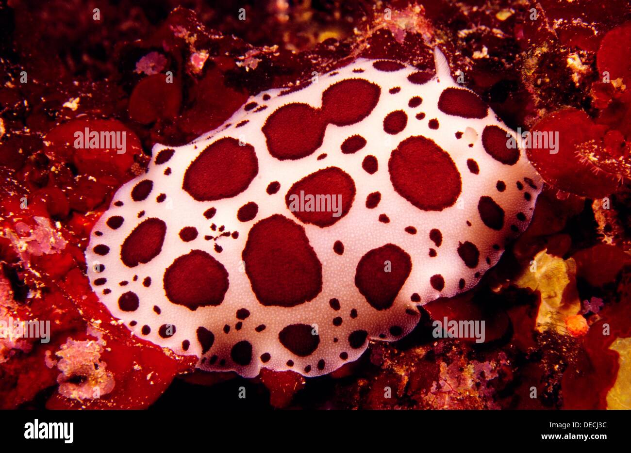 The dotted sea slug hi-res stock photography and images - Alamy