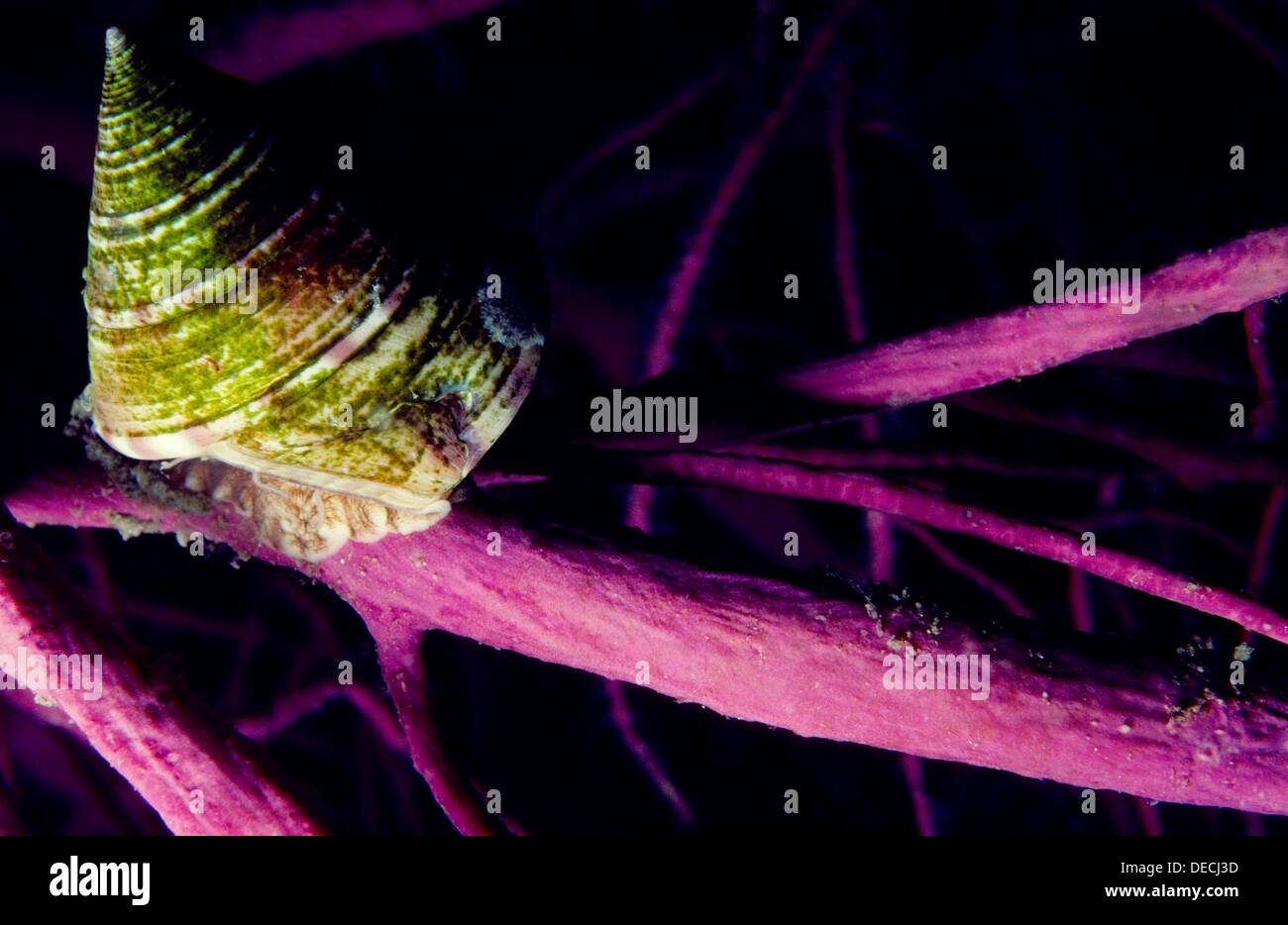 Calliostoma hi-res stock photography and images - Alamy