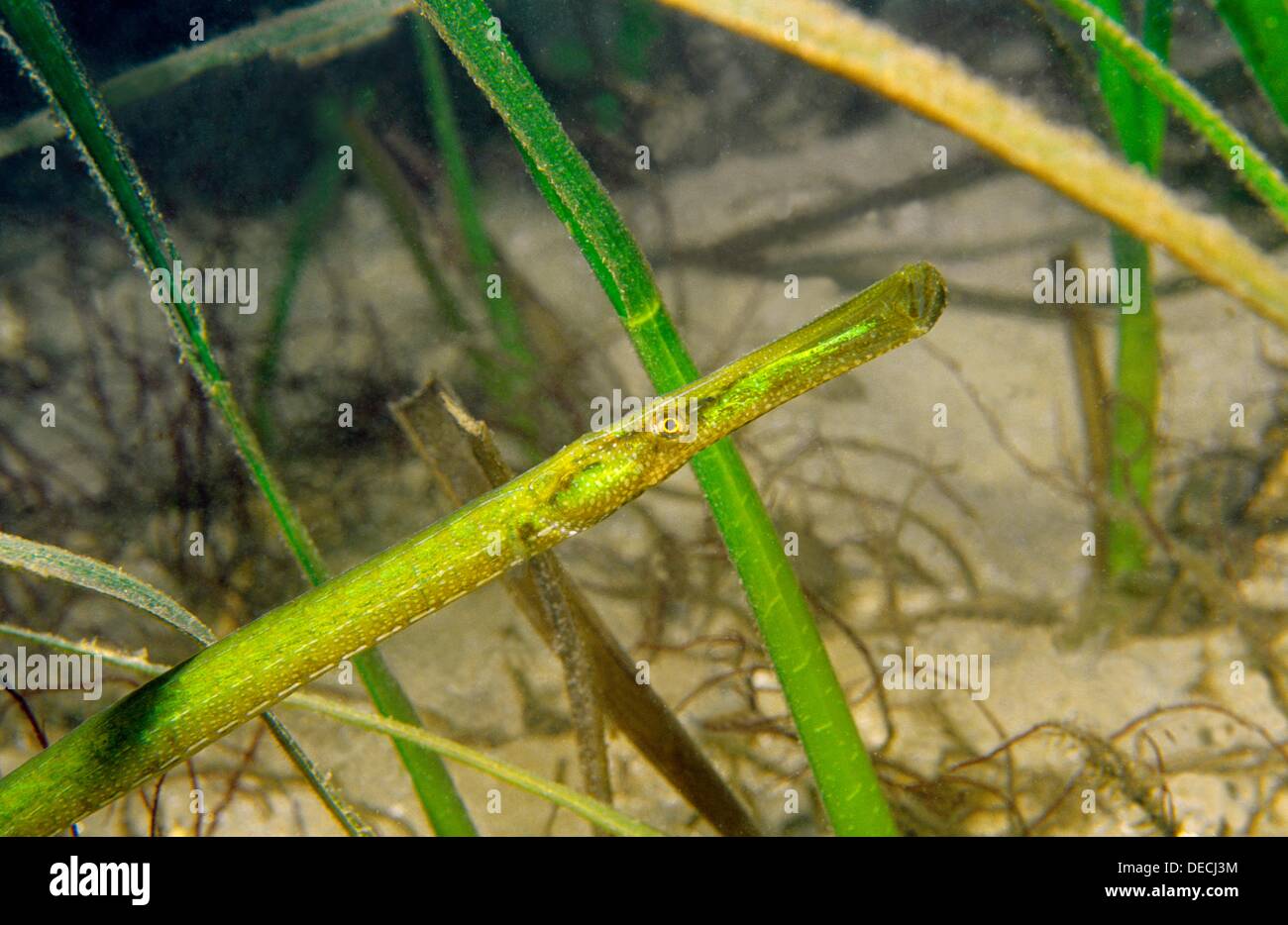 Syngnathus High Resolution Stock Photography and Images - Alamy
