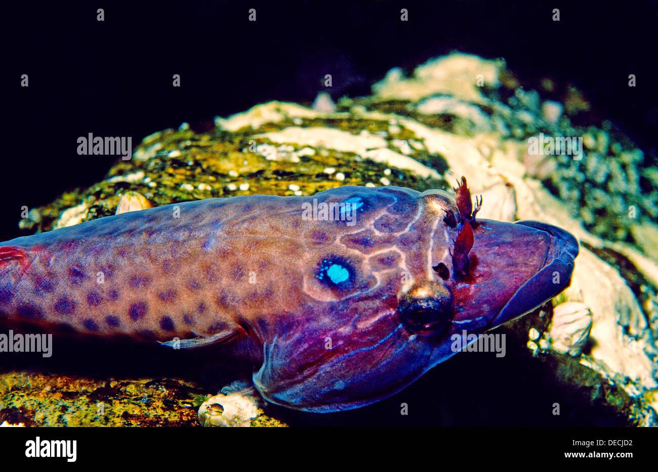 Shore clingfish hi-res stock photography and images - Alamy