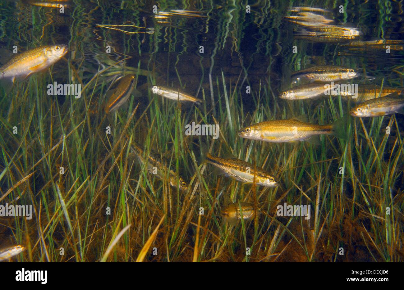 Phoxinus Phoxinus High Resolution Stock Photography and Images - Alamy