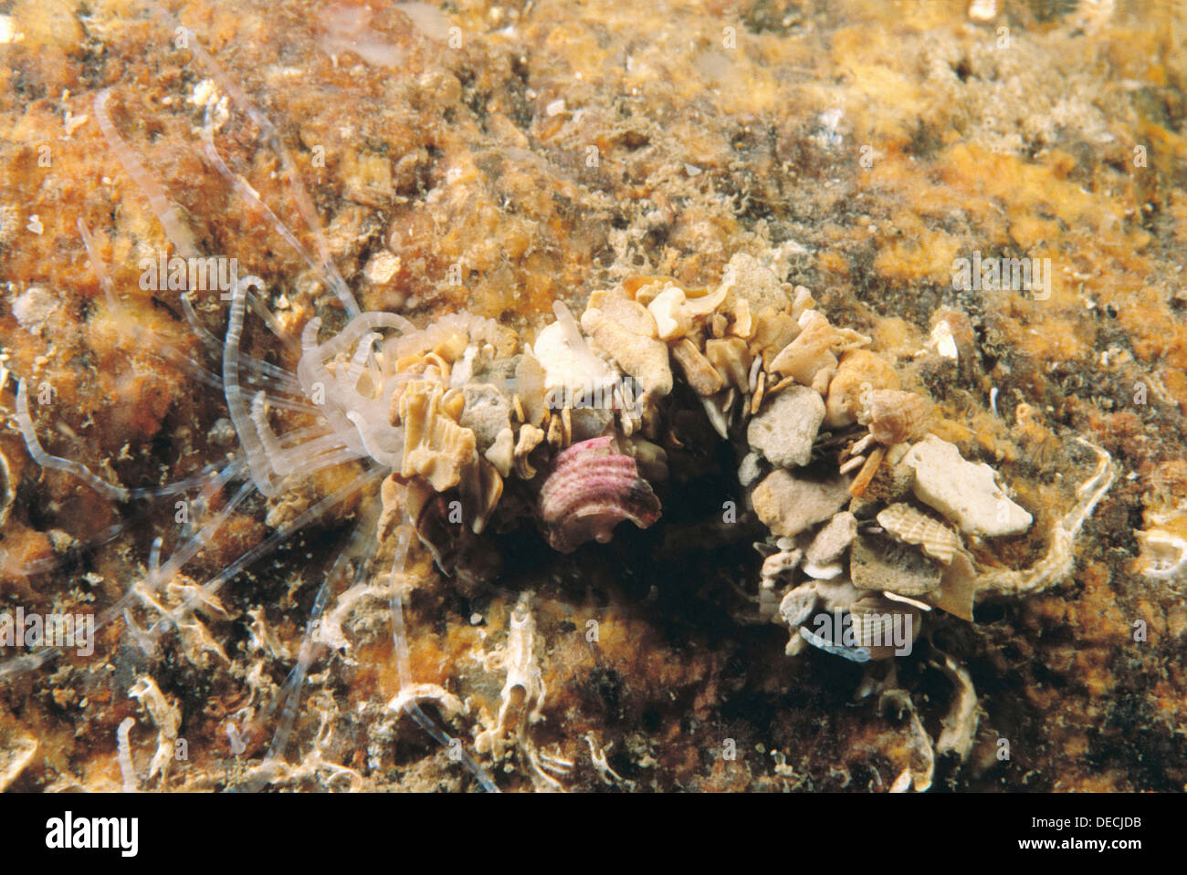Spaghetti worm hi-res stock photography and images - Alamy