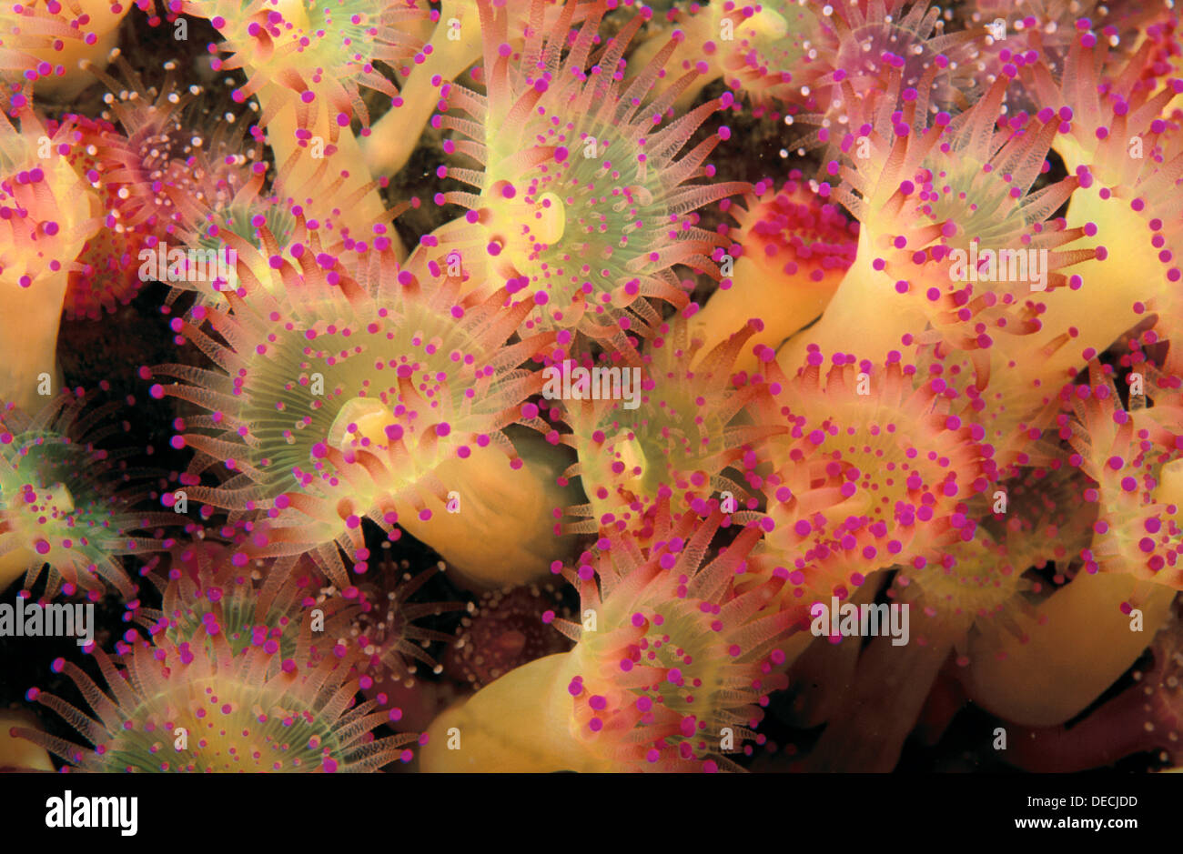 Jewel Anemone (Corynactis viridis Stock Photo - Alamy