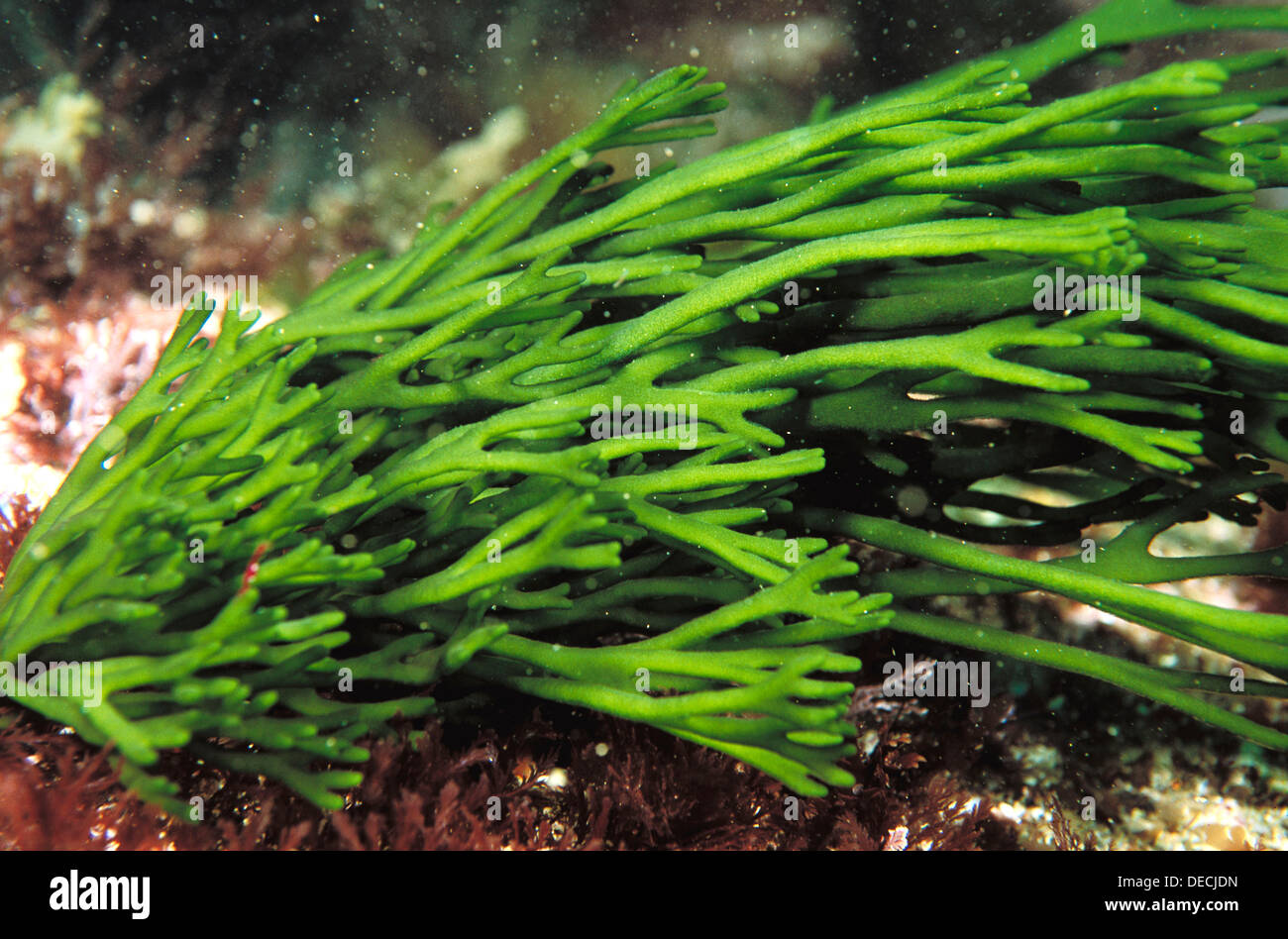 Codium tomentosum hi-res stock photography and images - Alamy