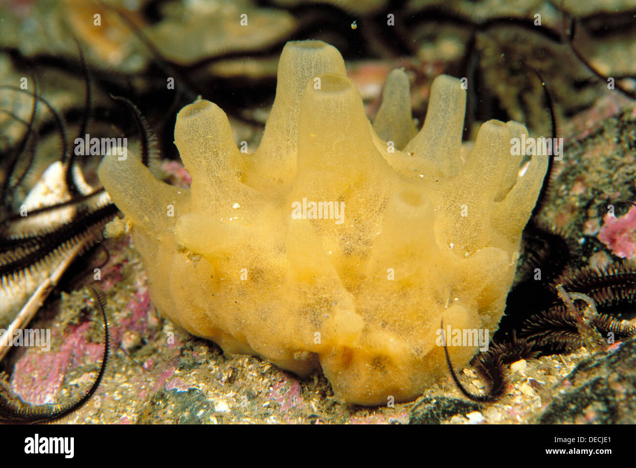 Polymastia hi-res stock photography and images - Alamy