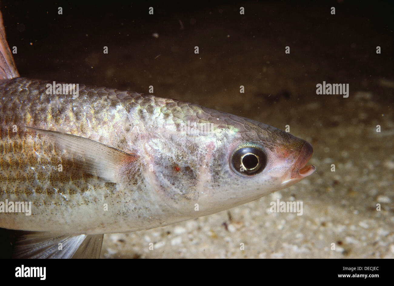 Thick lipped grey mullet hi-res stock photography and images - Alamy