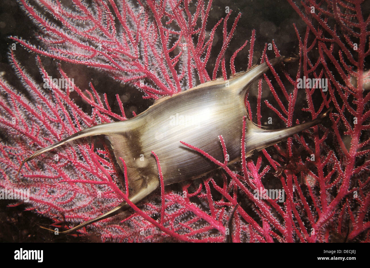 Ray egg case hi-res stock photography and images - Alamy