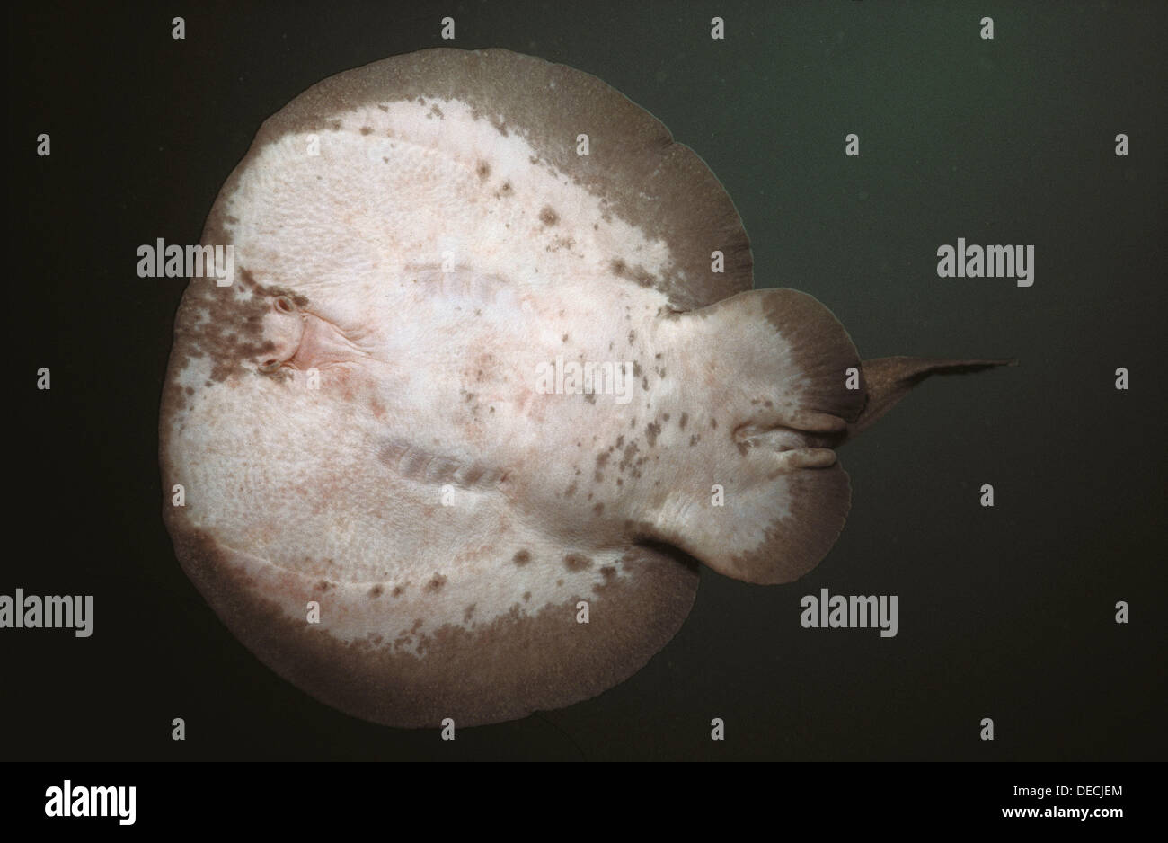 Torpedo Marmorata High Resolution Stock Photography and Images - Alamy