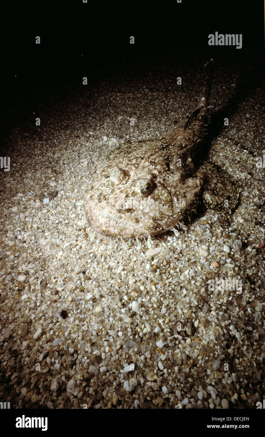 Anglerfish lophius piscatorius hi-res stock photography and images - Alamy