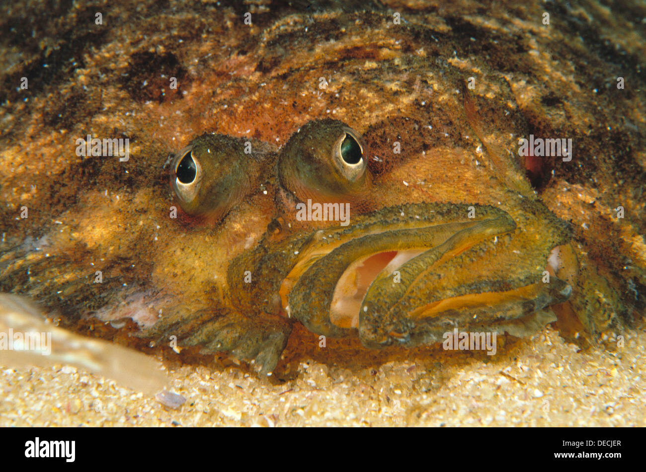 Zeugopterus High Resolution Stock Photography and Images - Alamy