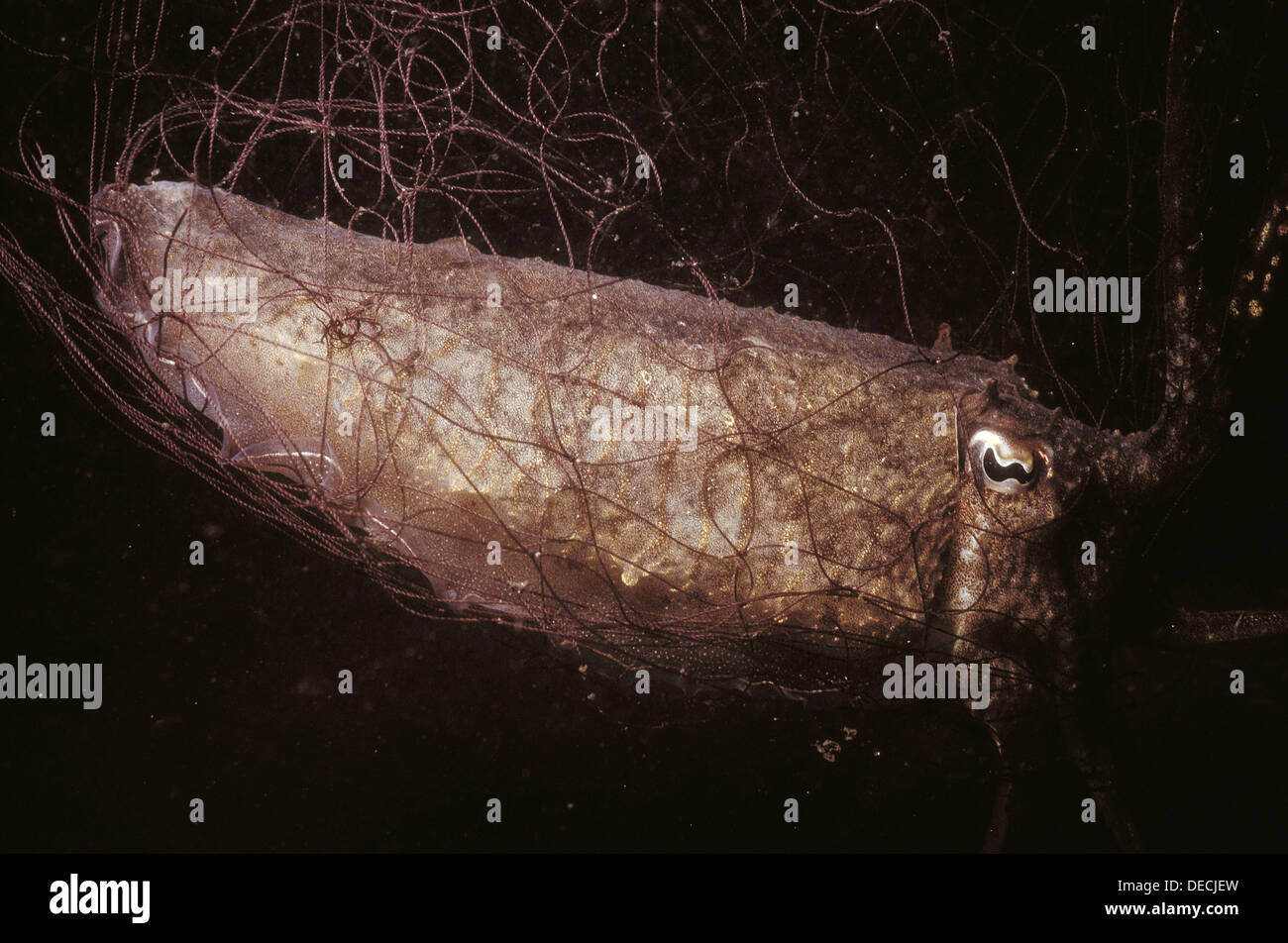 Cuttlefish Trap High Resolution Stock Photography and Images - Alamy