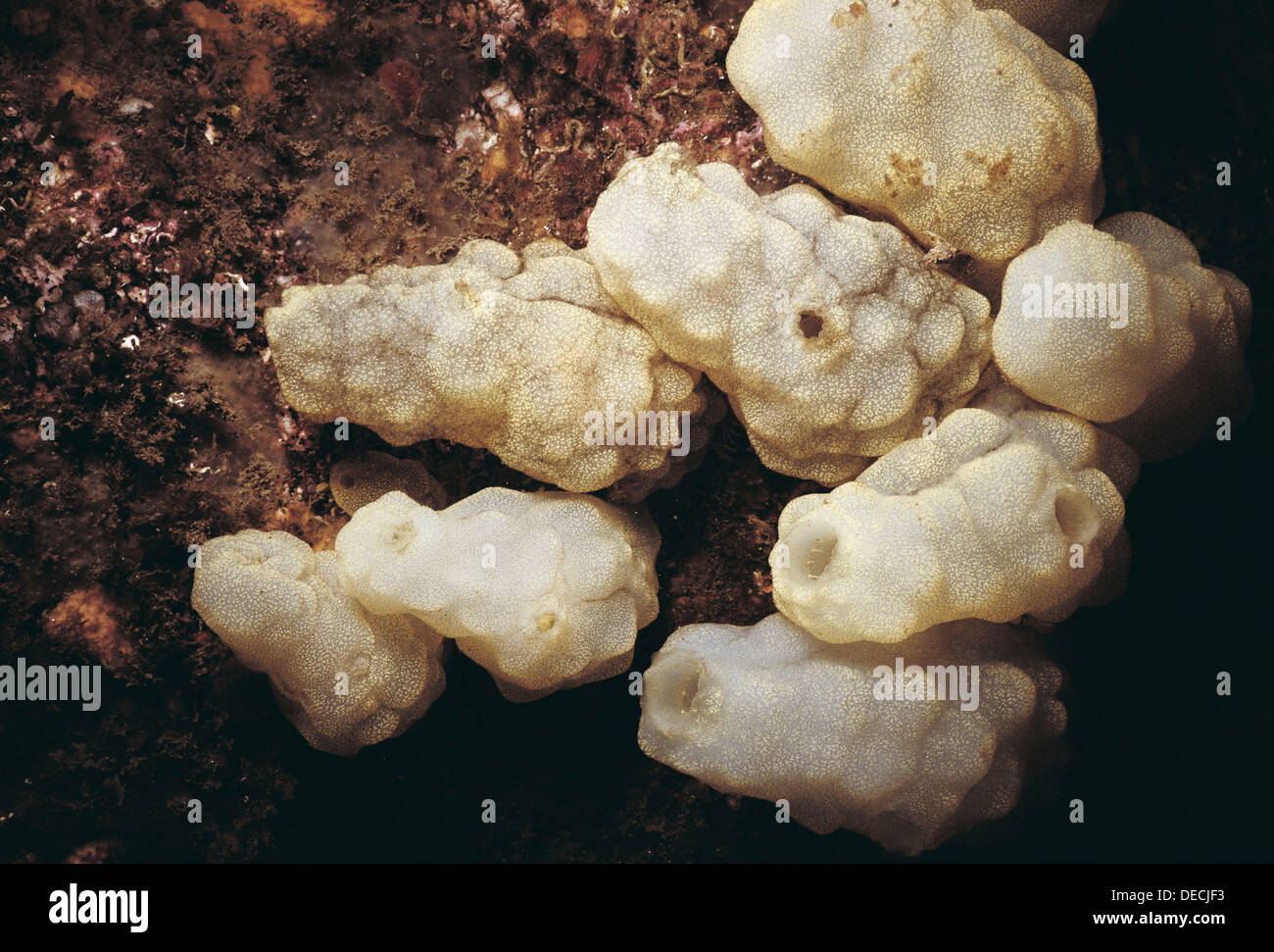 Phallusia Mammillata High Resolution Stock Photography and Images - Alamy